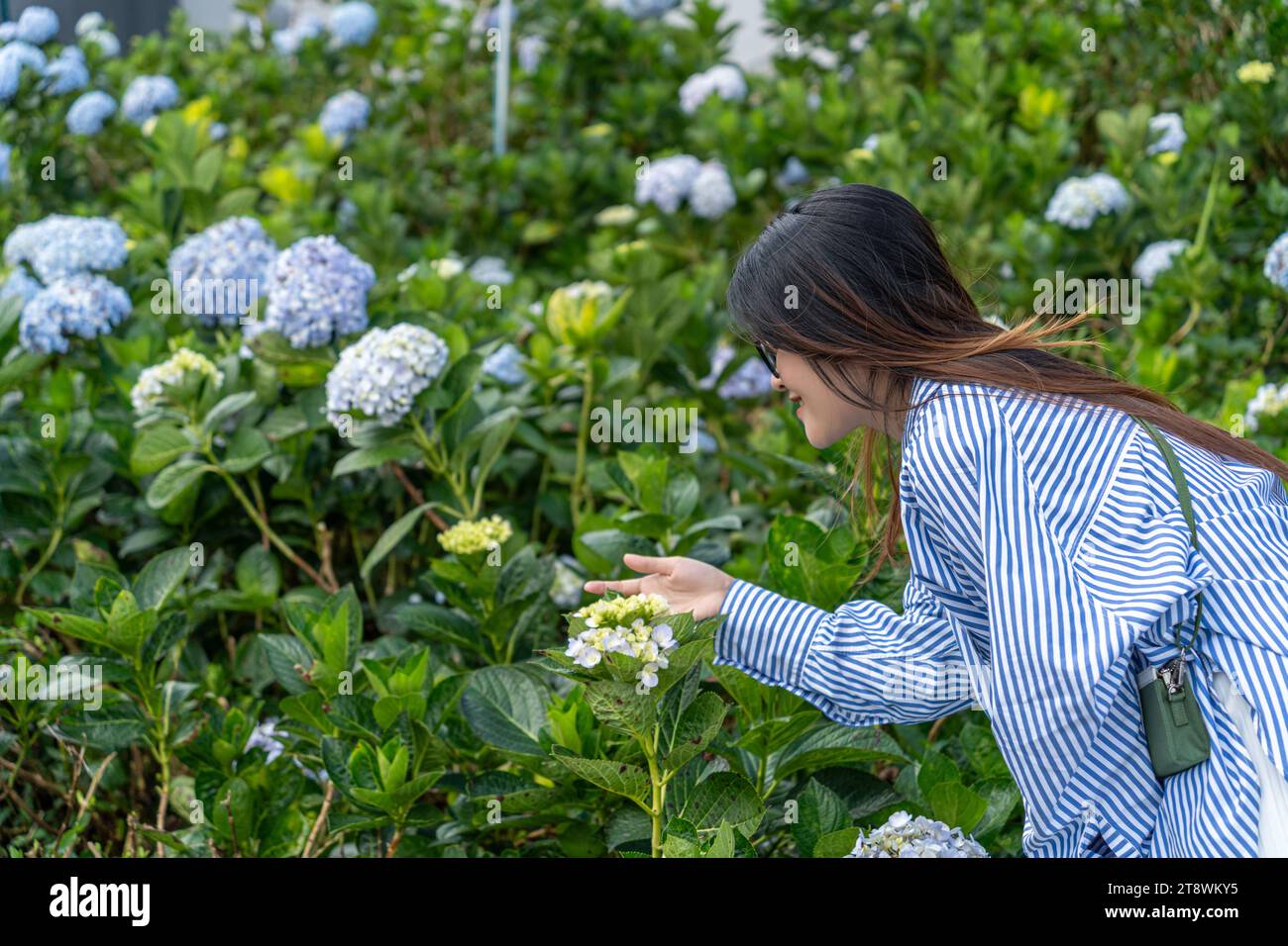Young woman traveler enjoying with blooming hydrangeas garden in Dalat ...