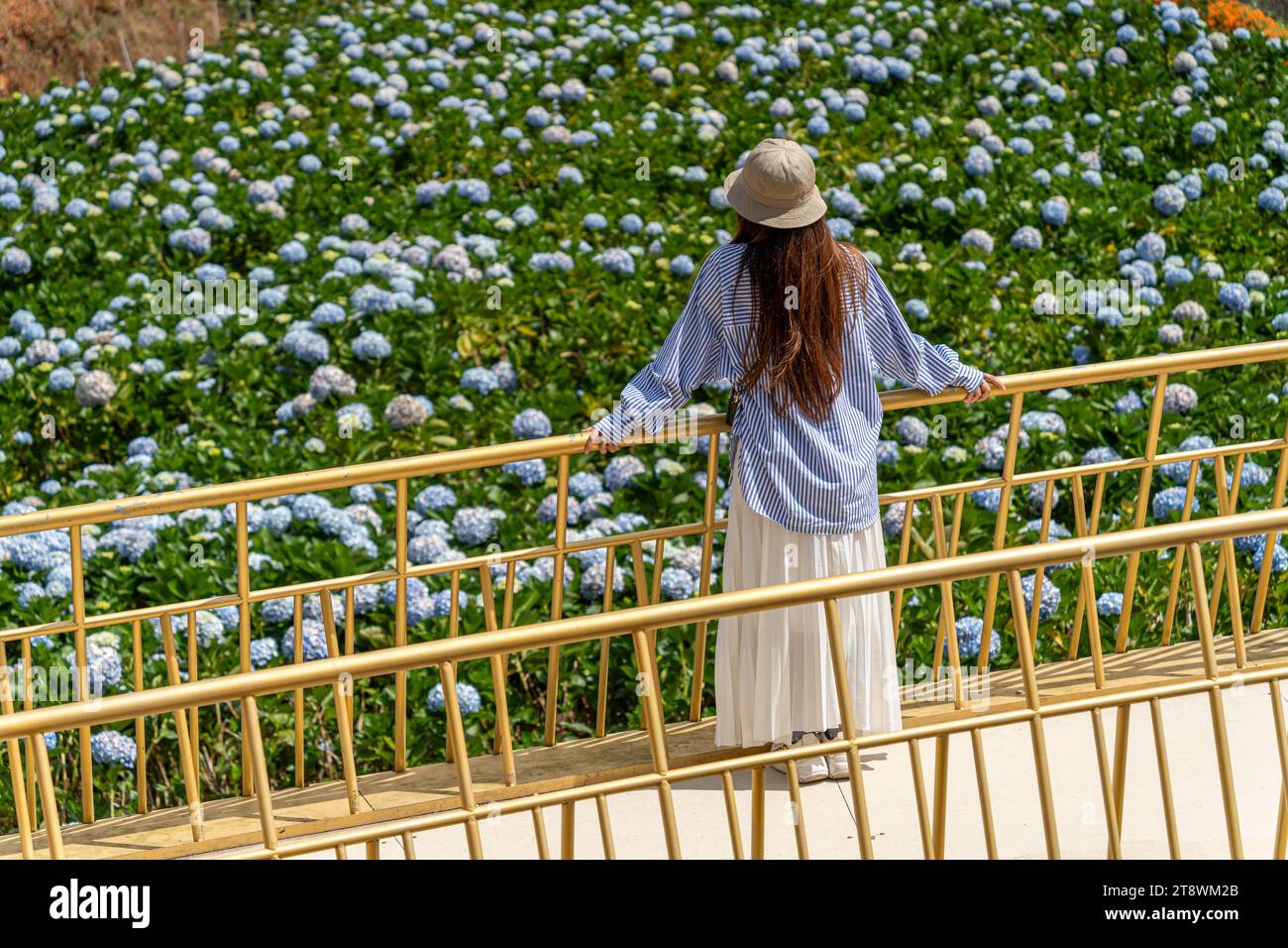 Young woman traveler enjoying with blooming hydrangeas garden in Dalat ...