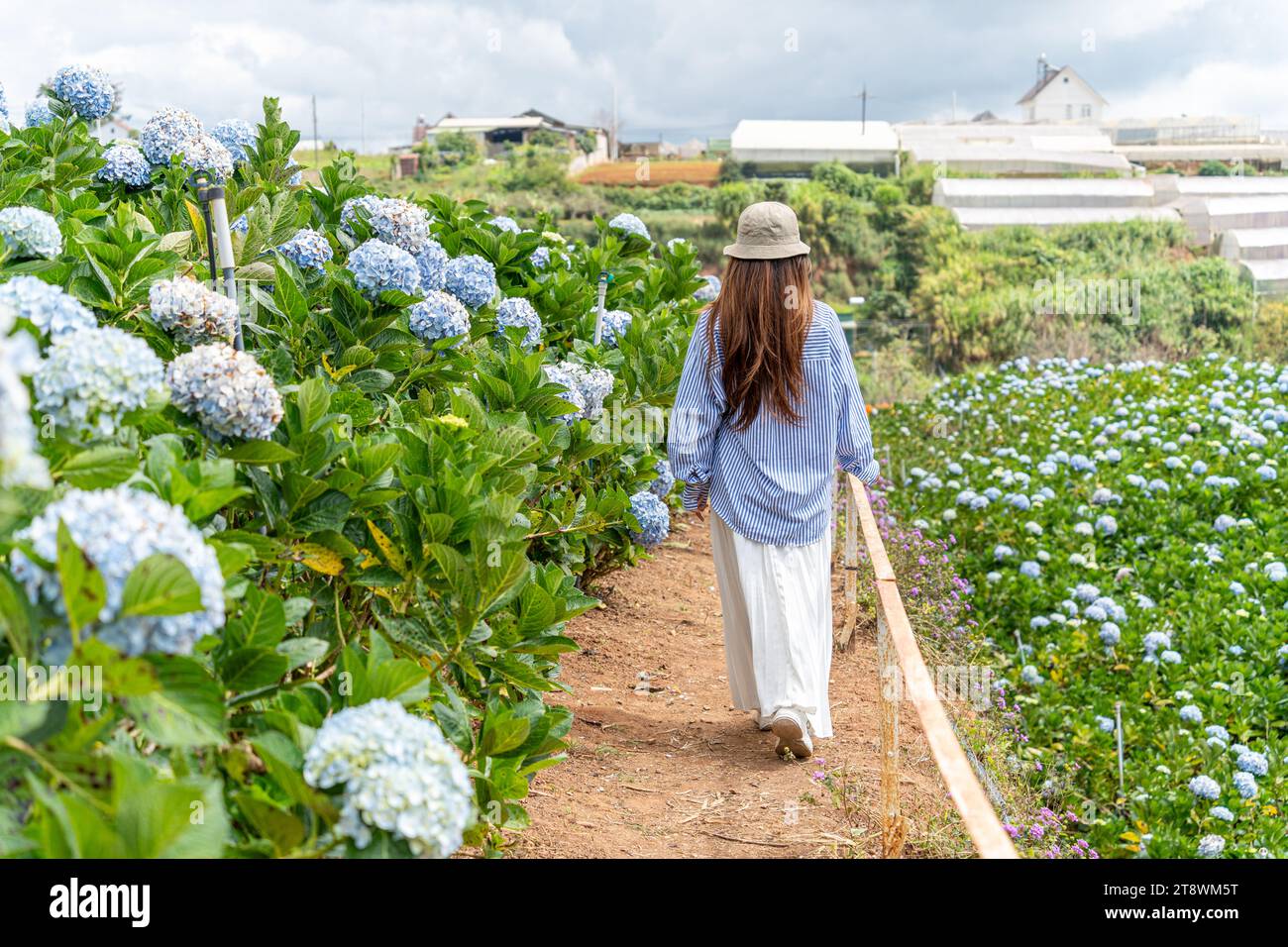 Young woman traveler enjoying with blooming hydrangeas garden in Dalat ...