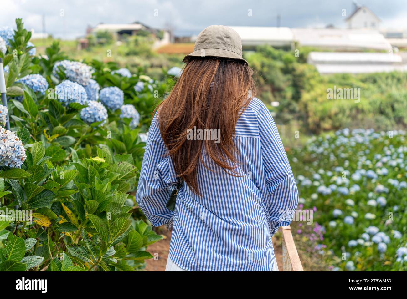 Young woman traveler enjoying with blooming hydrangeas garden in Dalat ...
