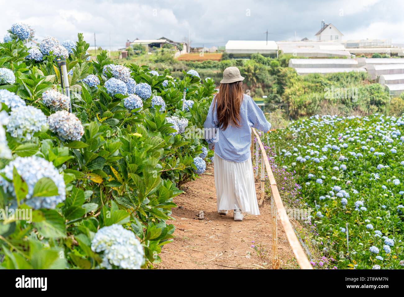 Young woman traveler enjoying with blooming hydrangeas garden in Dalat ...