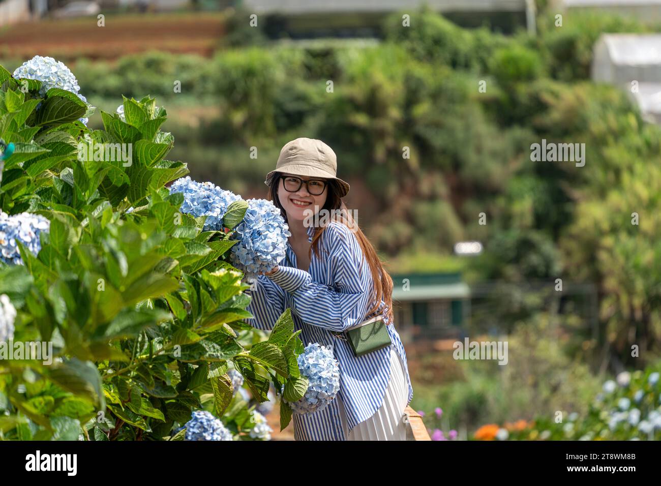 Young woman traveler enjoying with blooming hydrangeas garden in Dalat ...