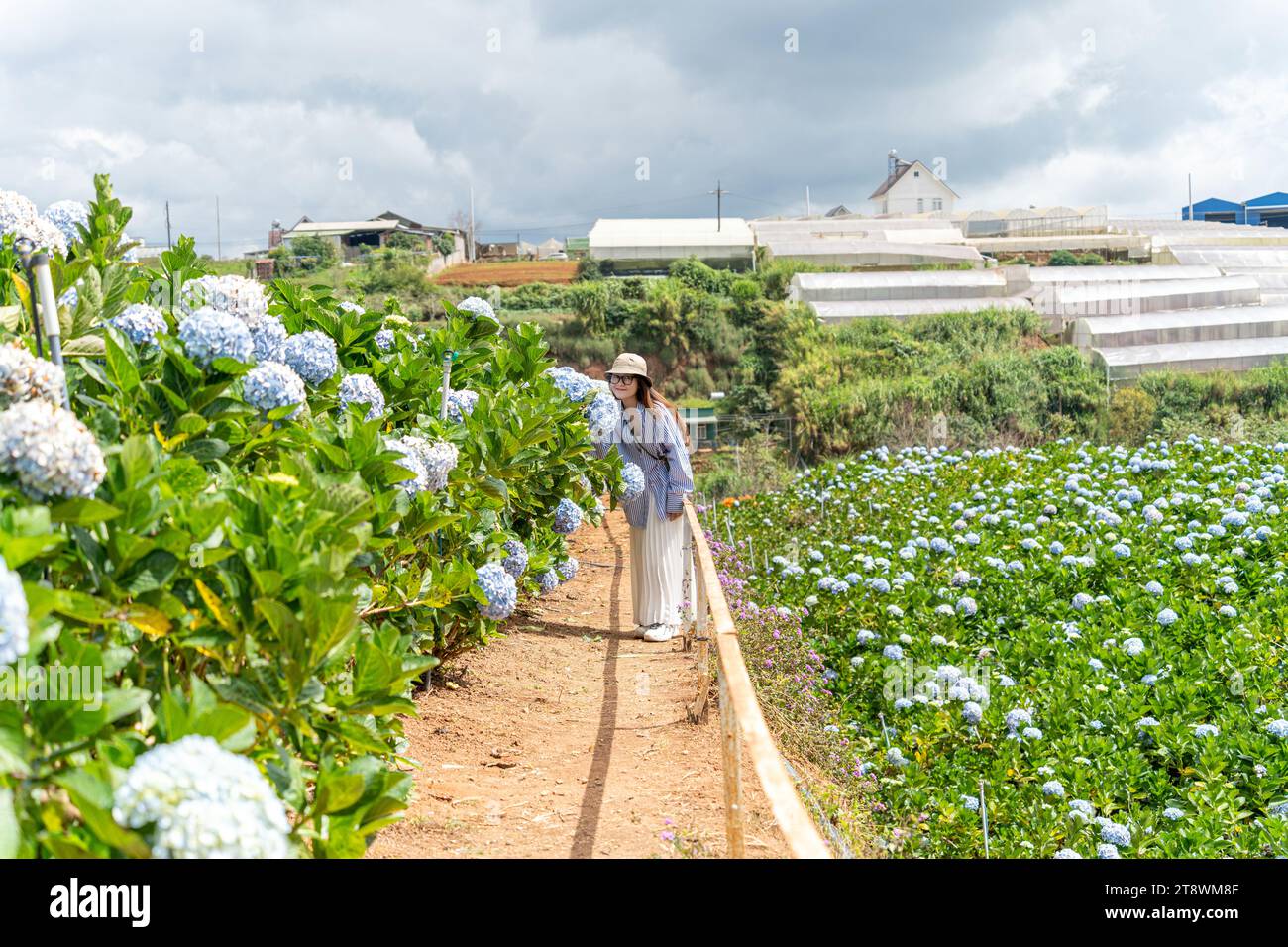 Young woman traveler enjoying with blooming hydrangeas garden in Dalat ...