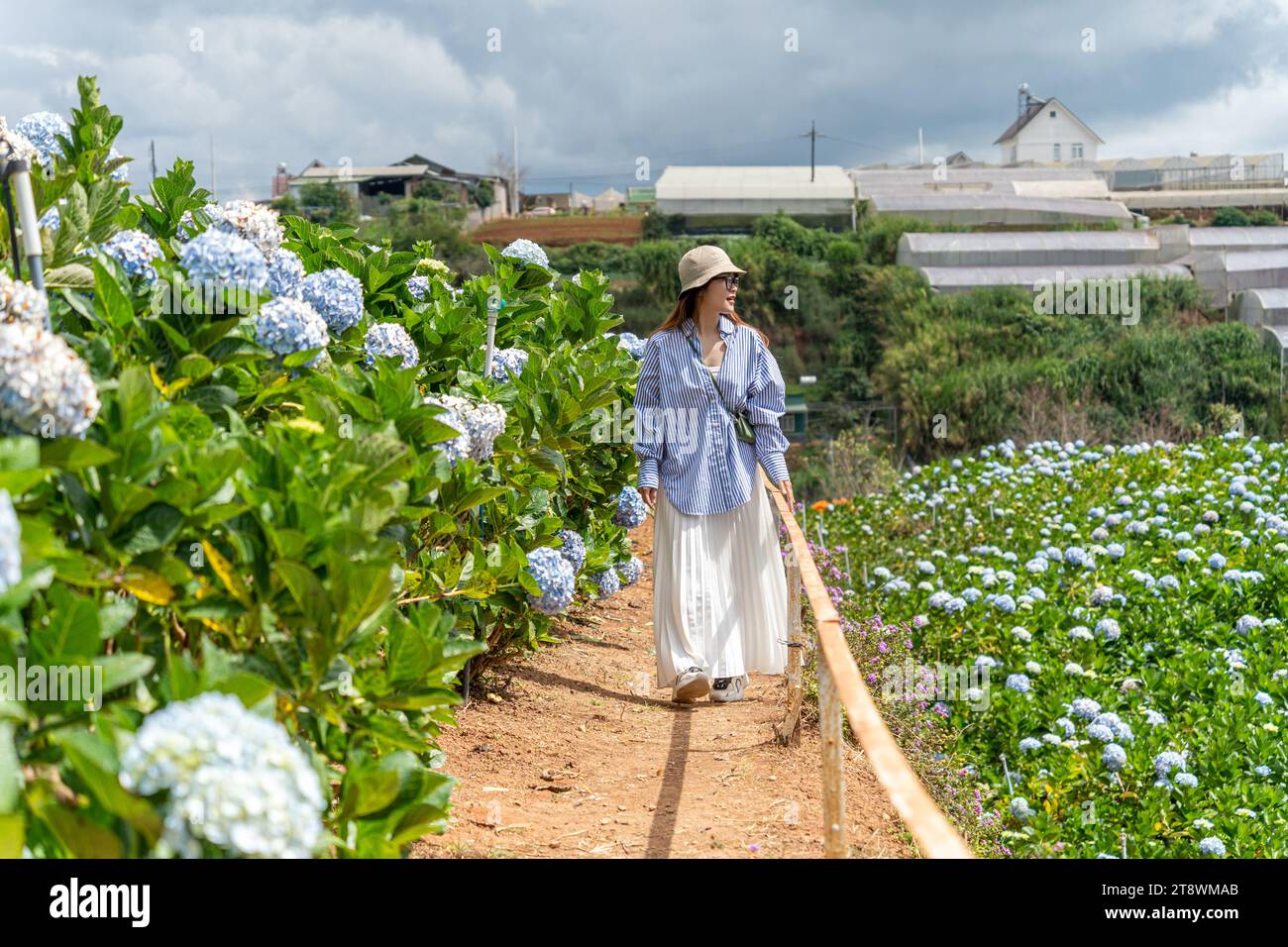Young woman traveler enjoying with blooming hydrangeas garden in Dalat ...