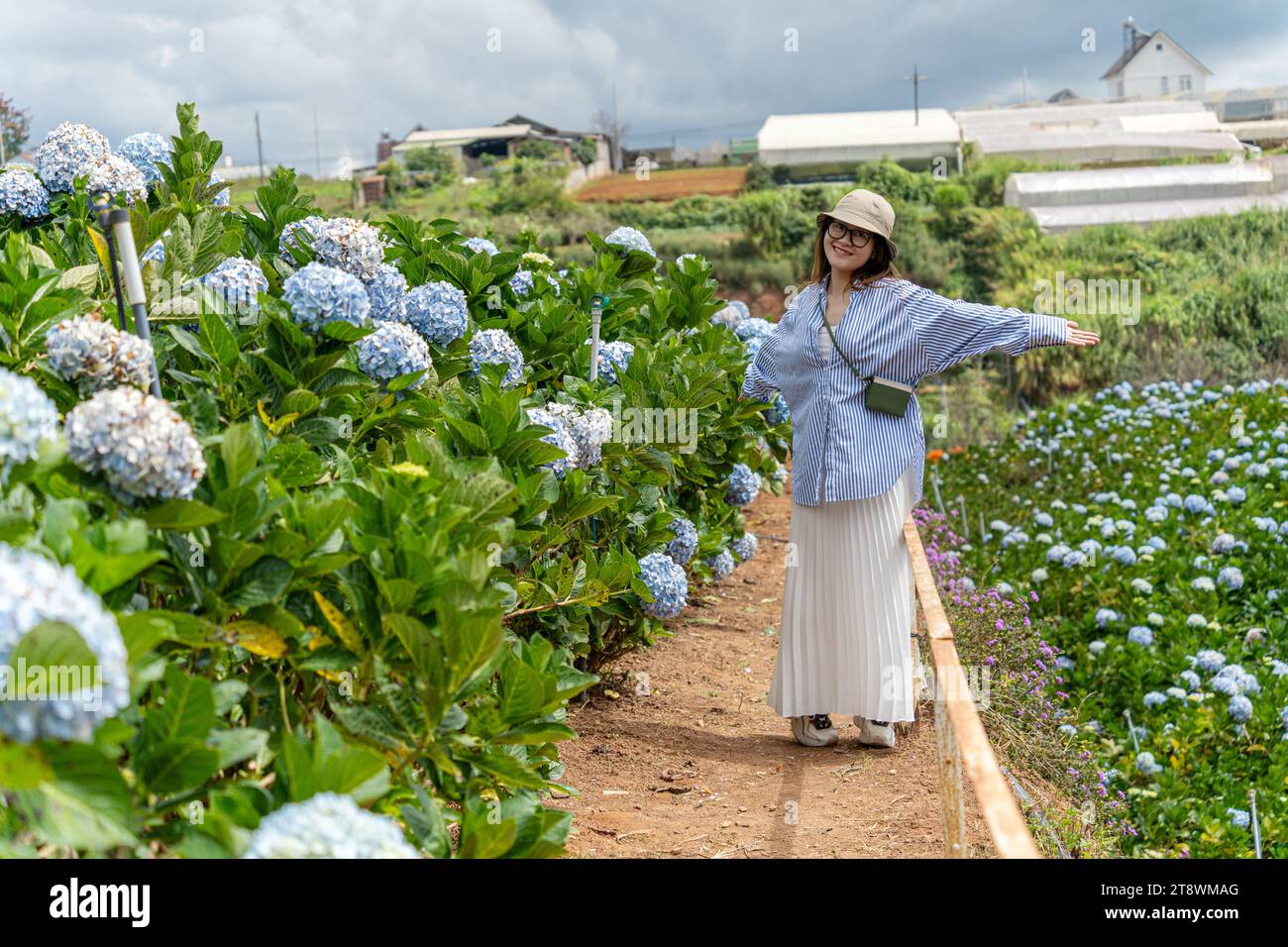 Young woman traveler enjoying with blooming hydrangeas garden in Dalat ...
