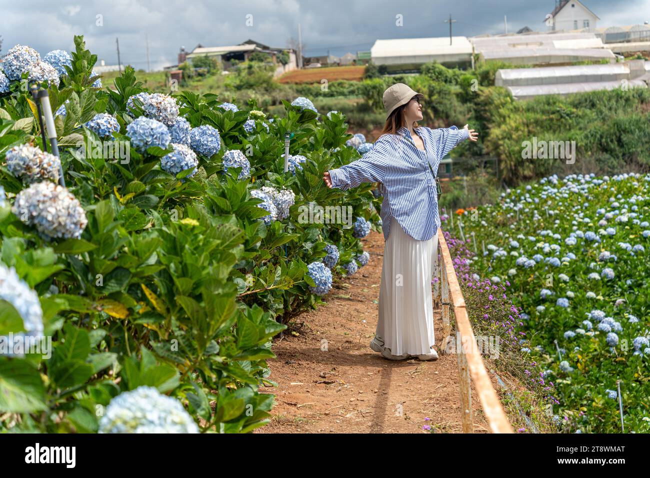Young woman traveler enjoying with blooming hydrangeas garden in Dalat ...