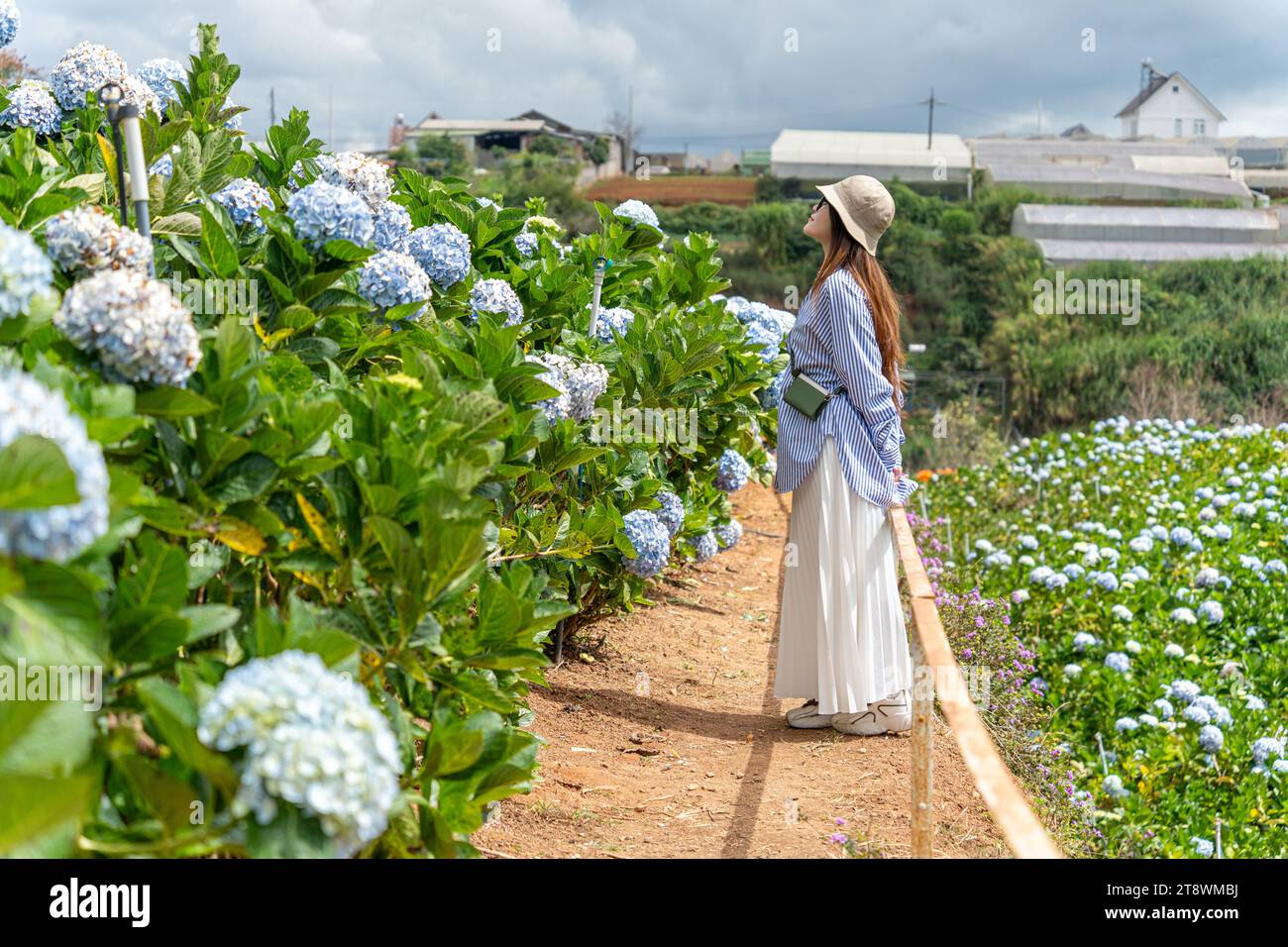 Young woman traveler enjoying with blooming hydrangeas garden in Dalat ...