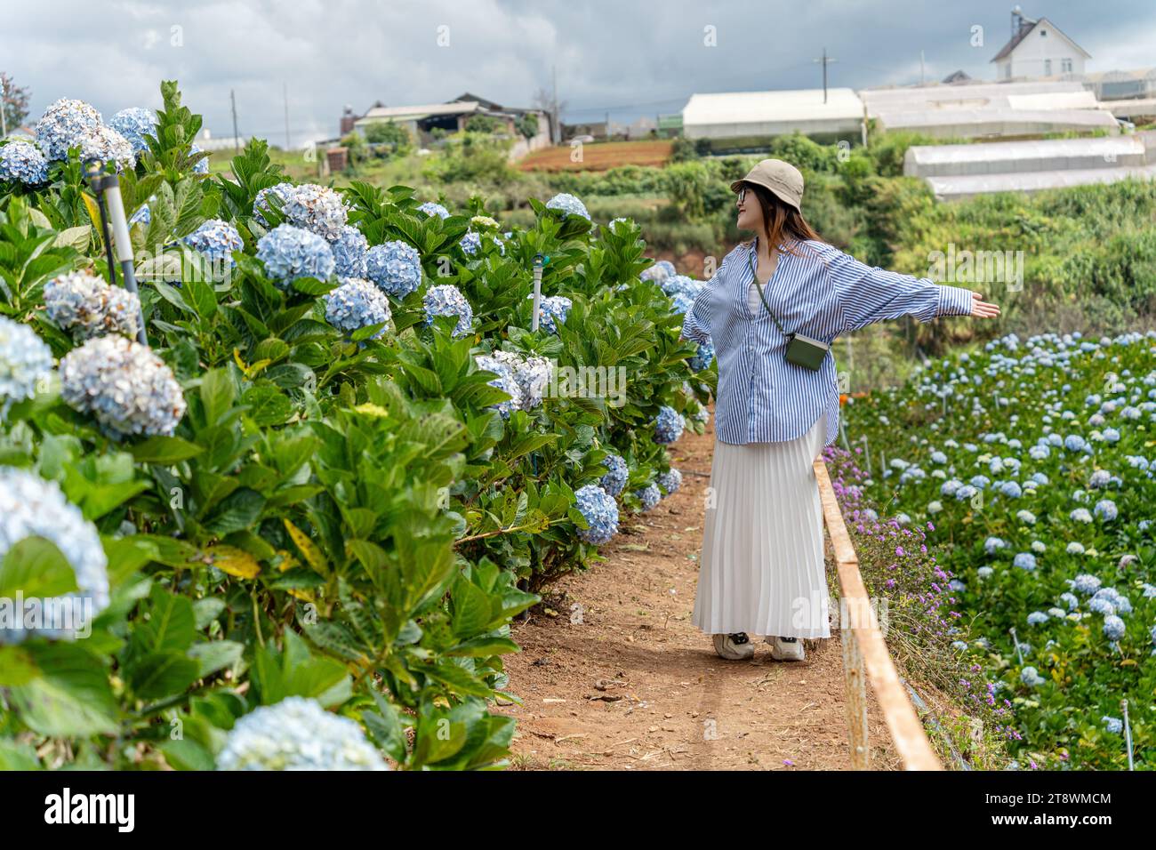 Young woman traveler enjoying with blooming hydrangeas garden in Dalat ...