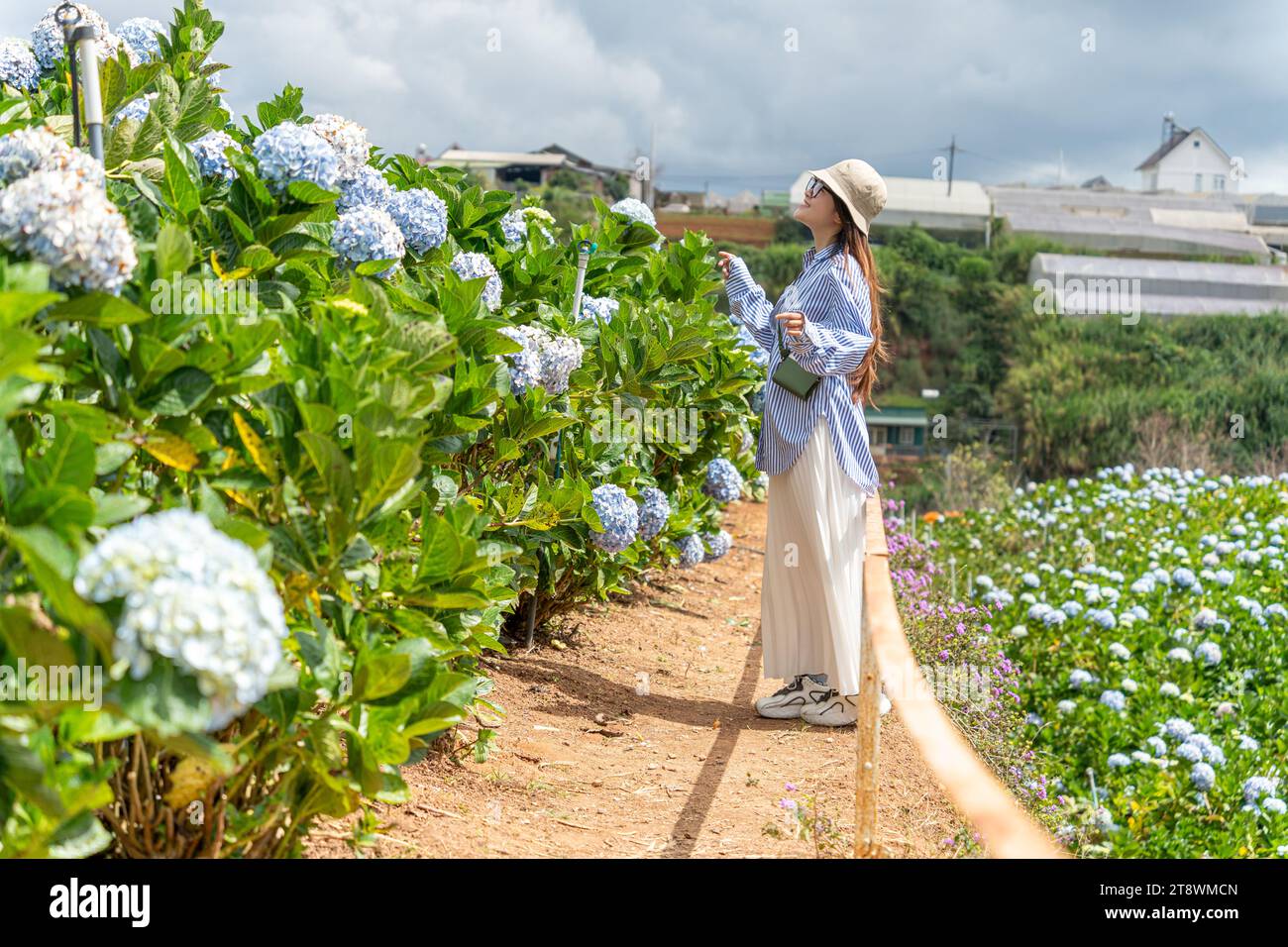 Young woman traveler enjoying with blooming hydrangeas garden in Dalat ...