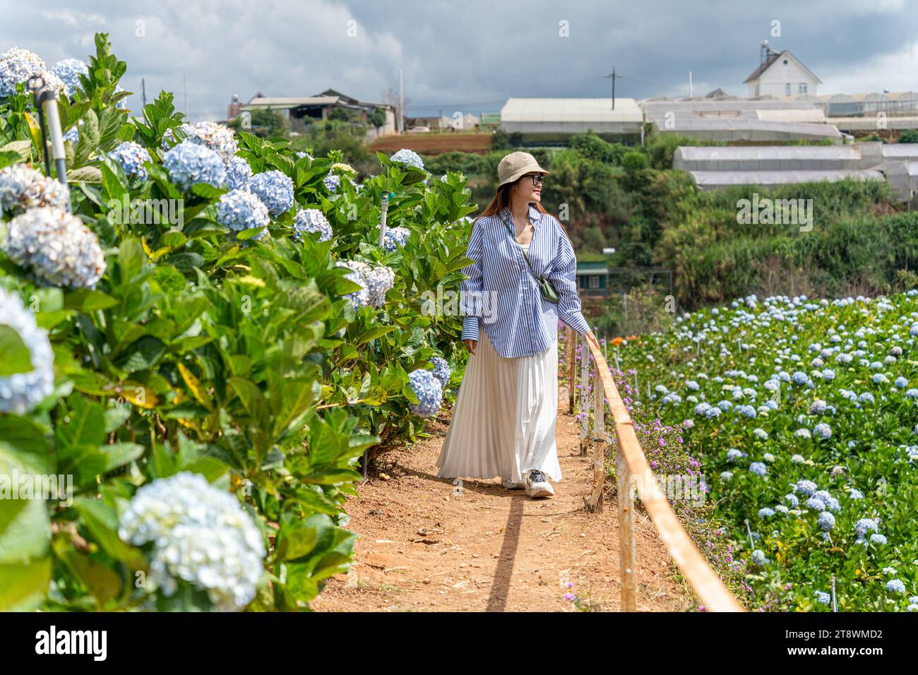 Young woman traveler enjoying with blooming hydrangeas garden in Dalat ...