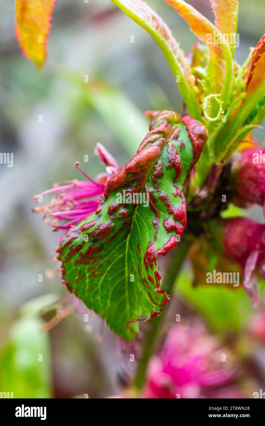 Peach leaf curl. Fungal disease of peaches tree. Taphrina deformans ...