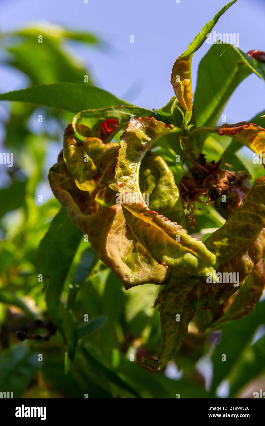 Sick leaves on the peach tree. Taphrina deformans Stock Photo - Alamy