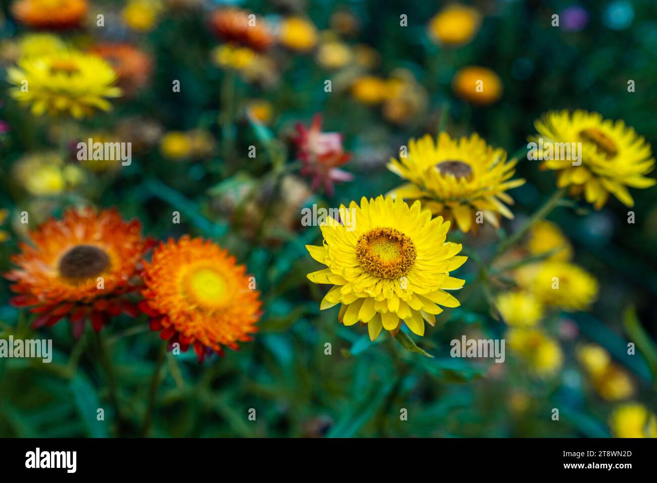 peaceful background with blooming yellow xerochrysum bracteatum garden ...