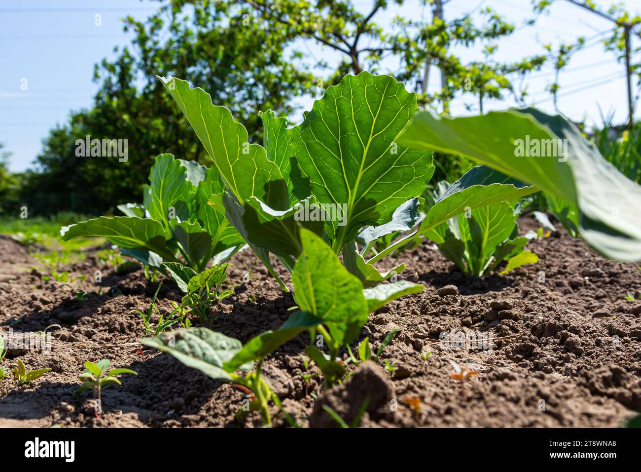 young cabbage sprout on the vegetable bed Stock Photo - Alamy