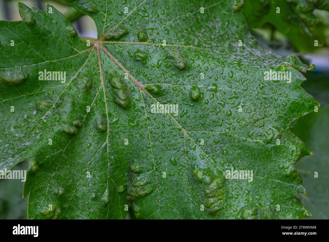 Young green tender leaves of grapes on a background of blue sky in ...