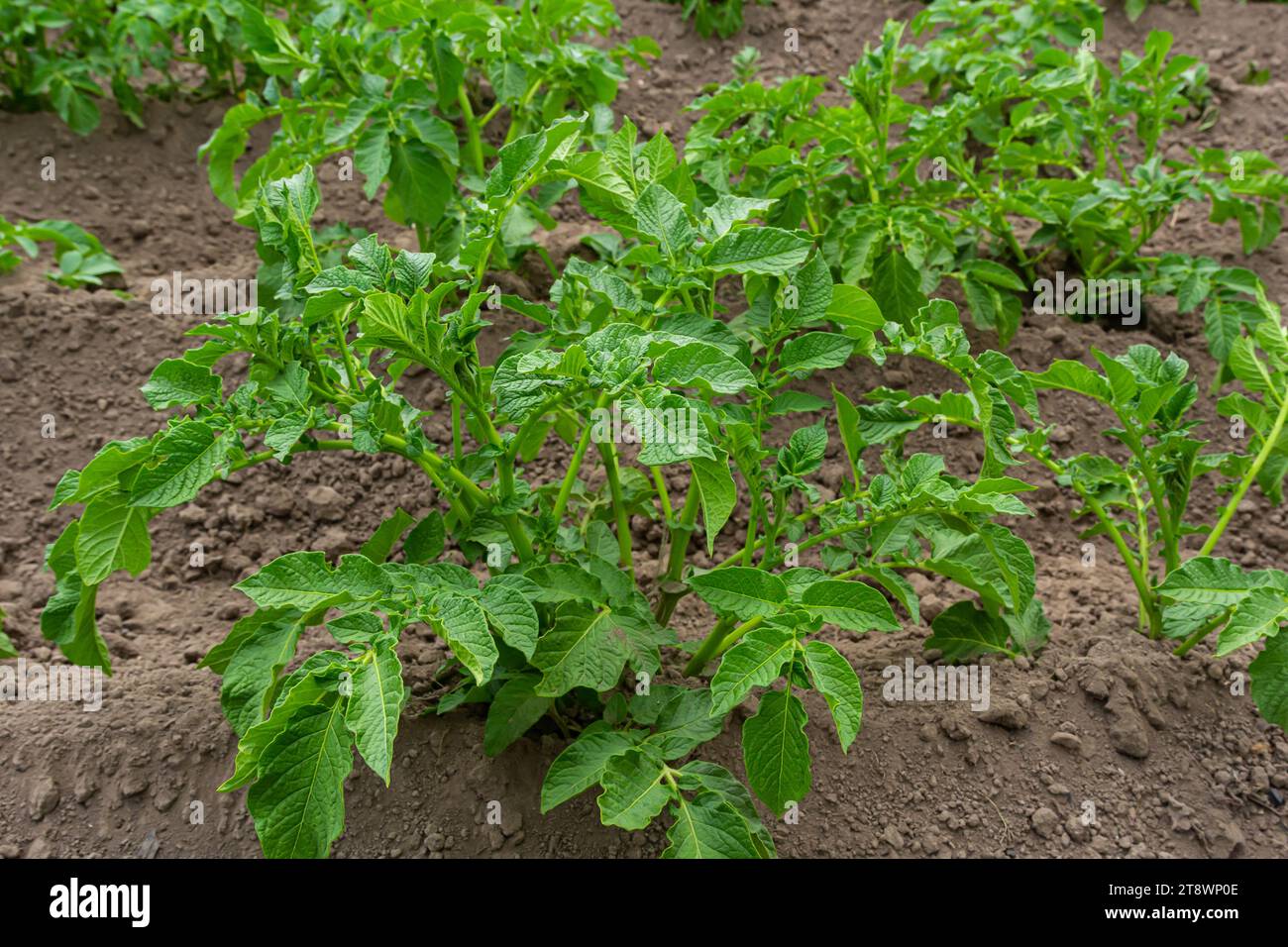 Grow field plant crop farm potato hi-res stock photography and images ...