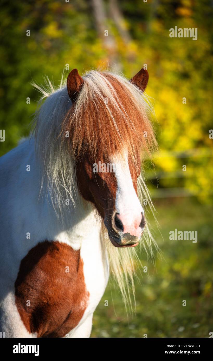 Beautiful chestnut hi-res stock photography and images - Alamy