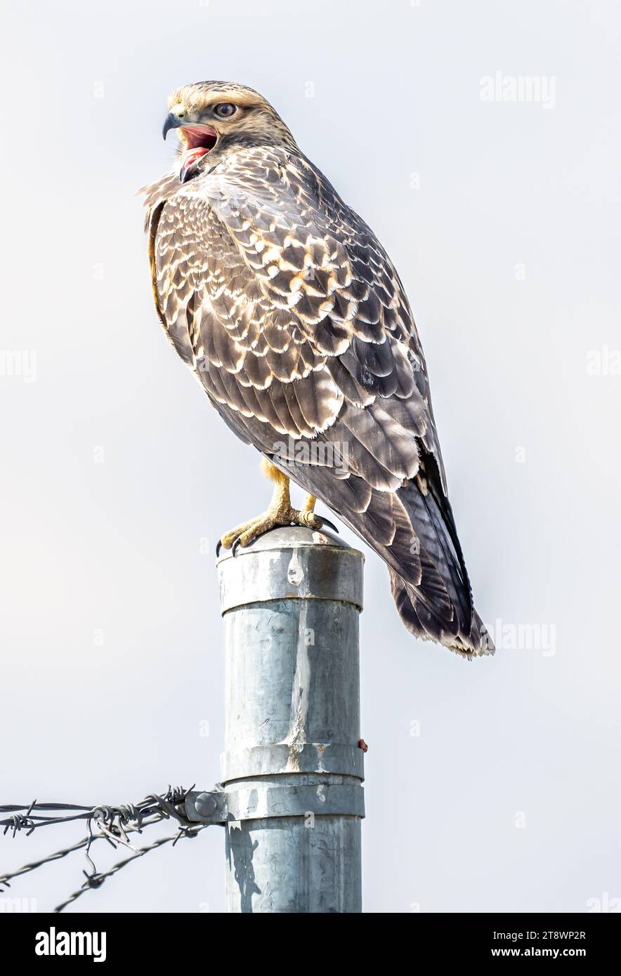 Swainson's hawk standing on a fence post squawking while at a city park ...