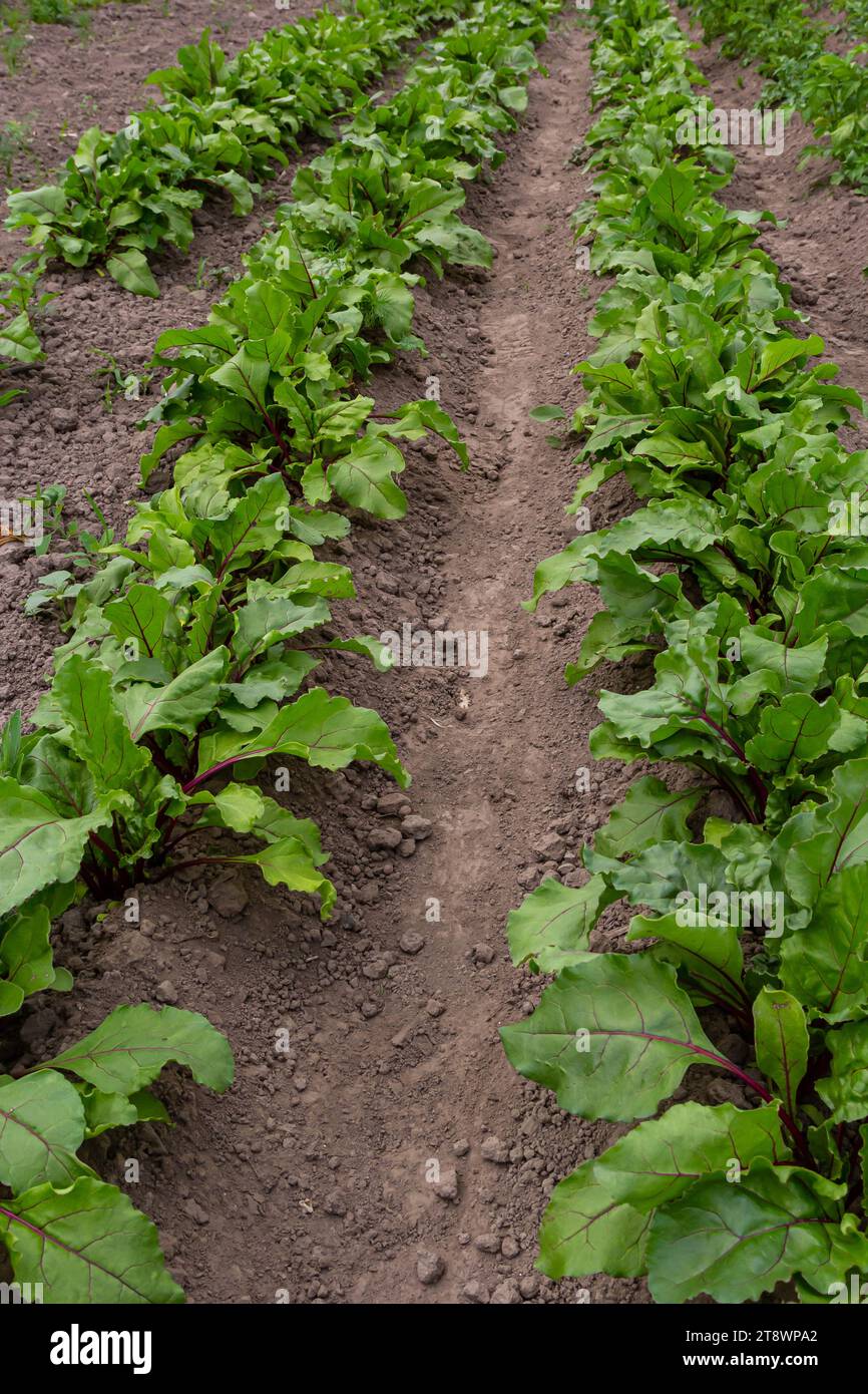 Sugar beet plant hi-res stock photography and images - Alamy