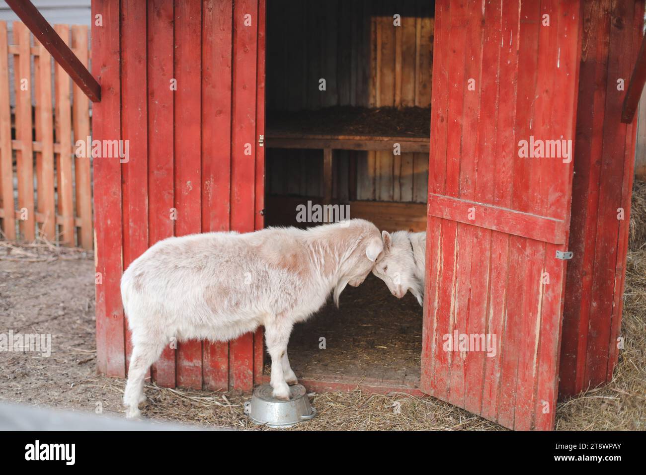 Lovely couple of two goats standing in wooden shelter. funny cozy sweet ...