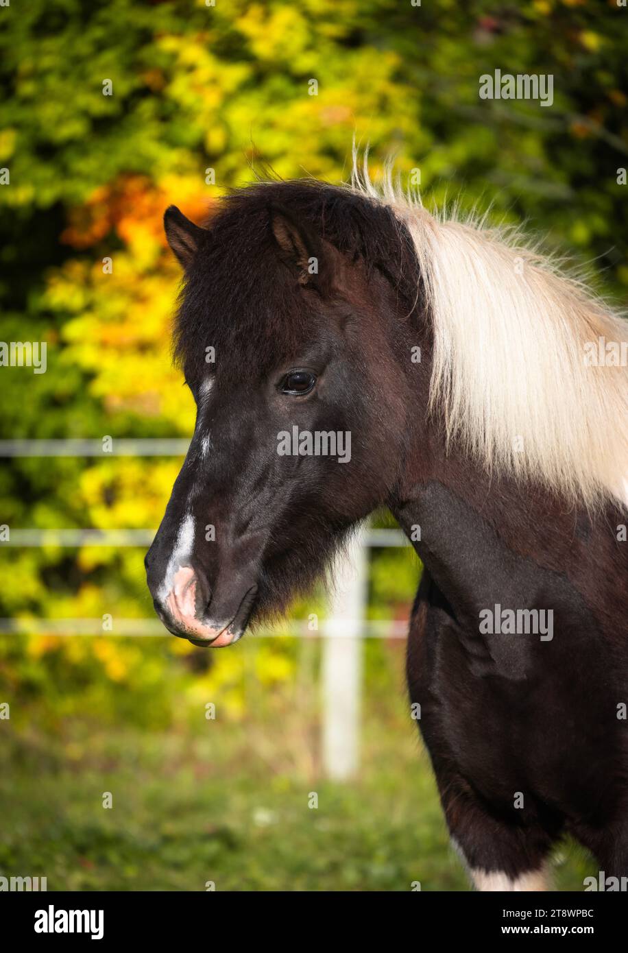 Black stallion star hi-res stock photography and images - Alamy
