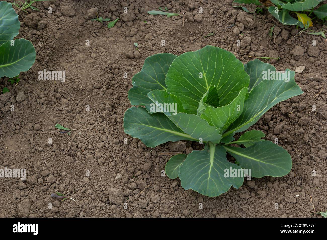 young cabbage sprout on the vegetable bed Stock Photo - Alamy