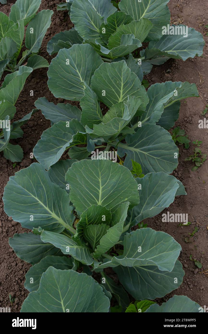 young cabbage sprout on the vegetable bed Stock Photo - Alamy