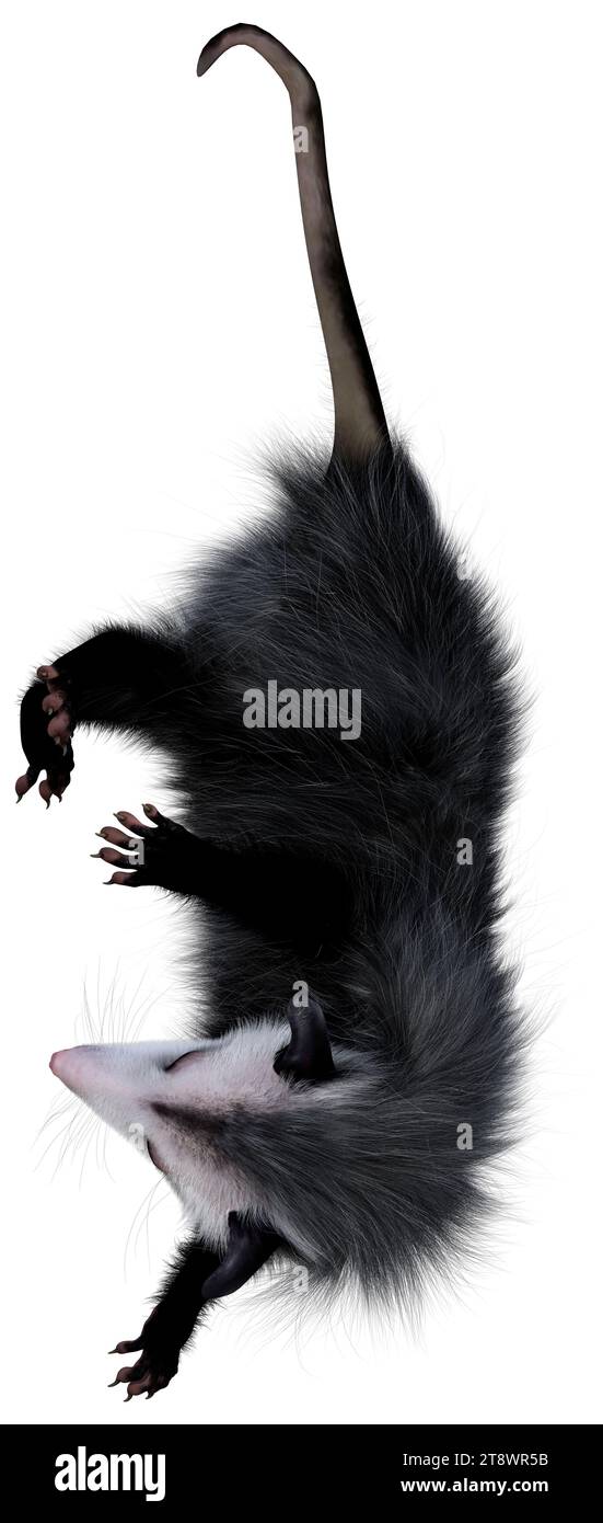 3D rendering of an opossum animal isolated on white background Stock ...