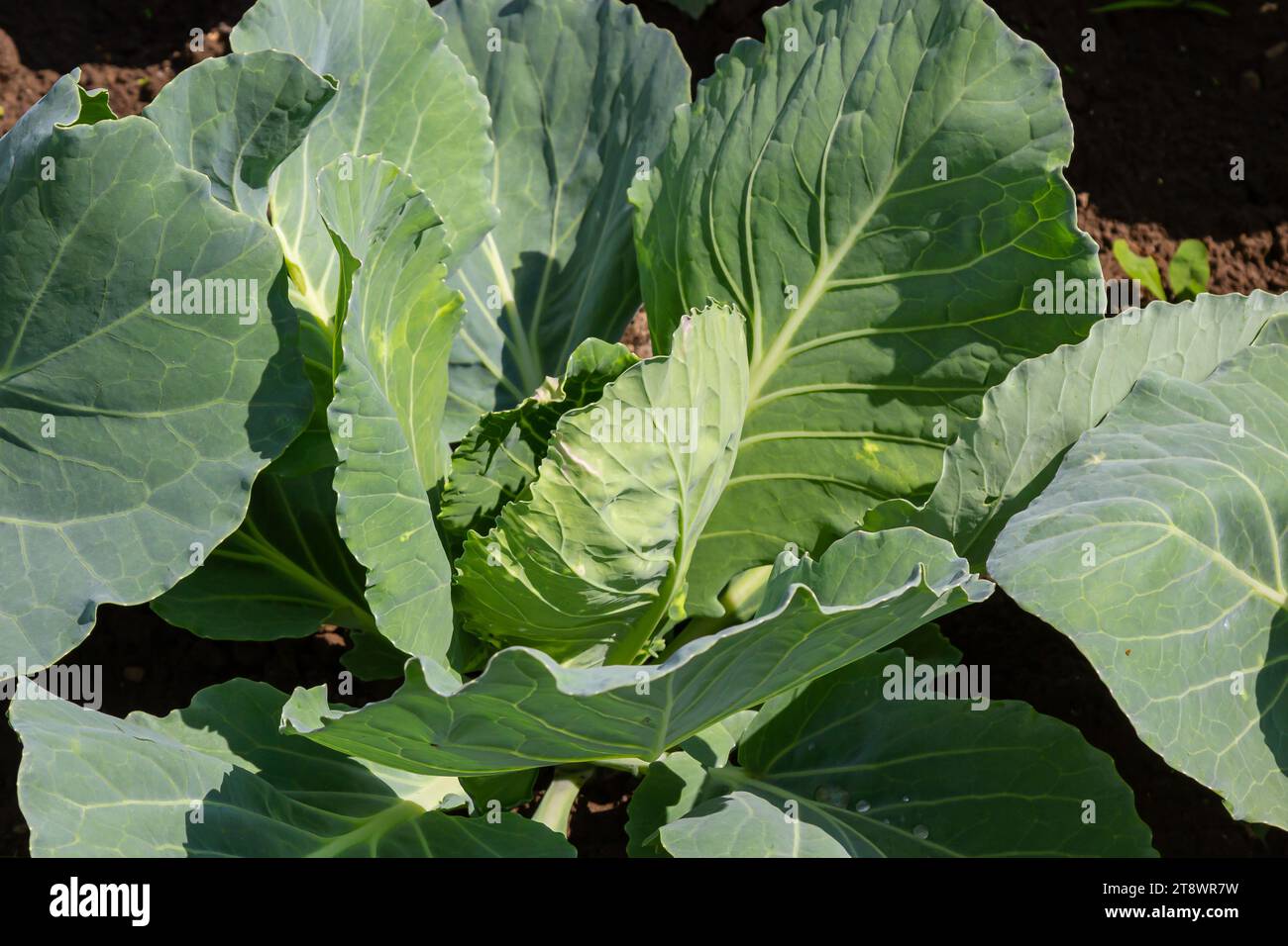 young cabbage sprout on the vegetable bed Stock Photo - Alamy