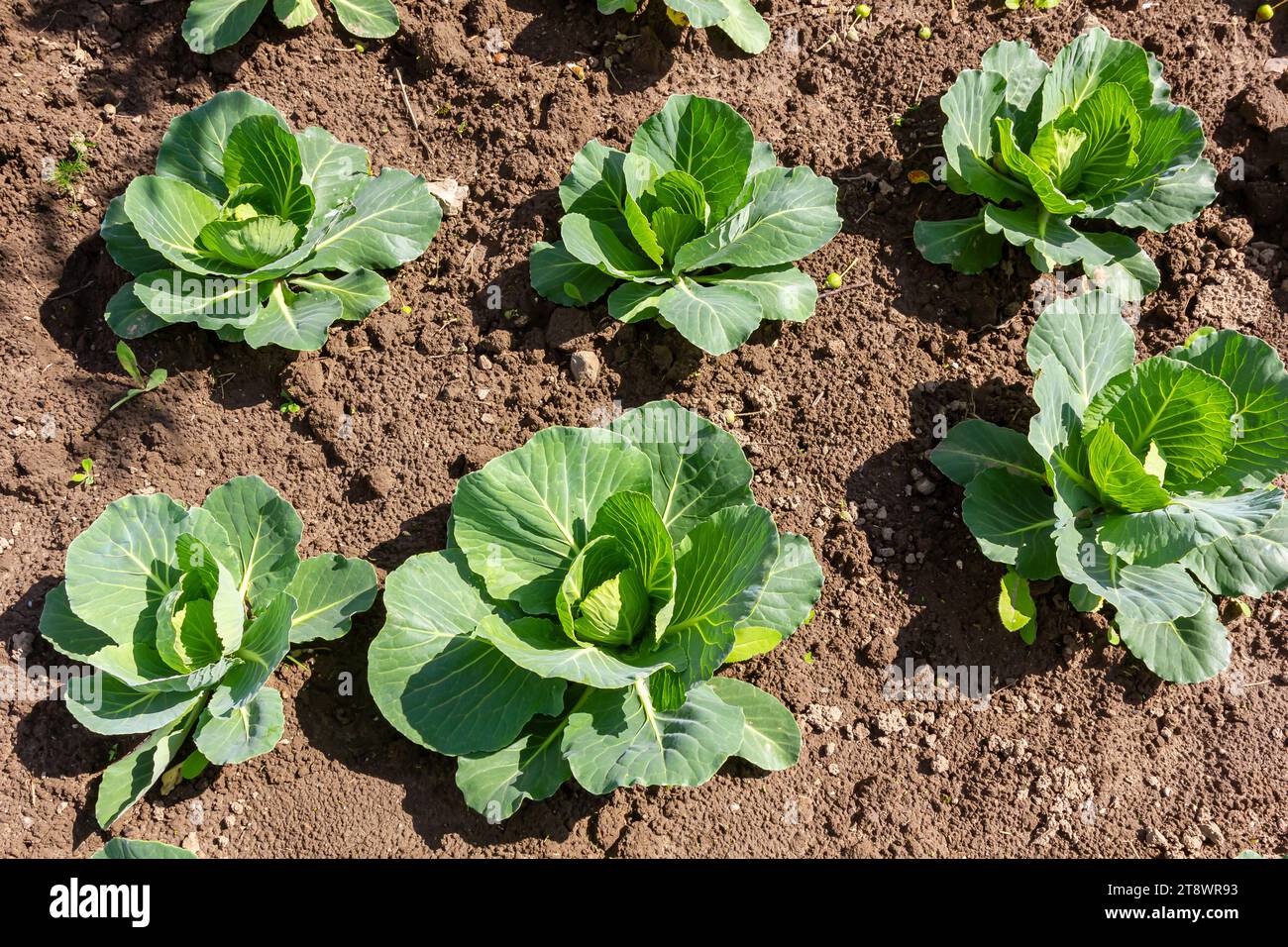 Plantation young cabbage on garden hi-res stock photography and images ...