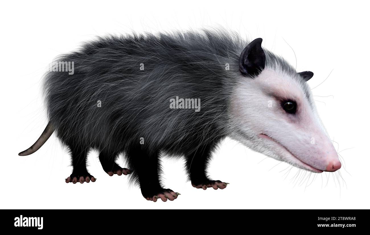 3D rendering of an opossum animal isolated on white background Stock ...