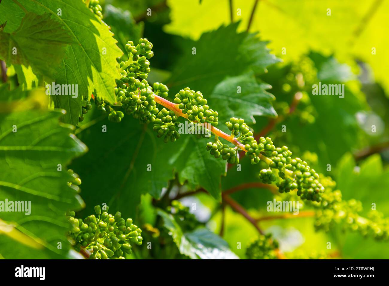 Grape vine shoots hi-res stock photography and images - Alamy