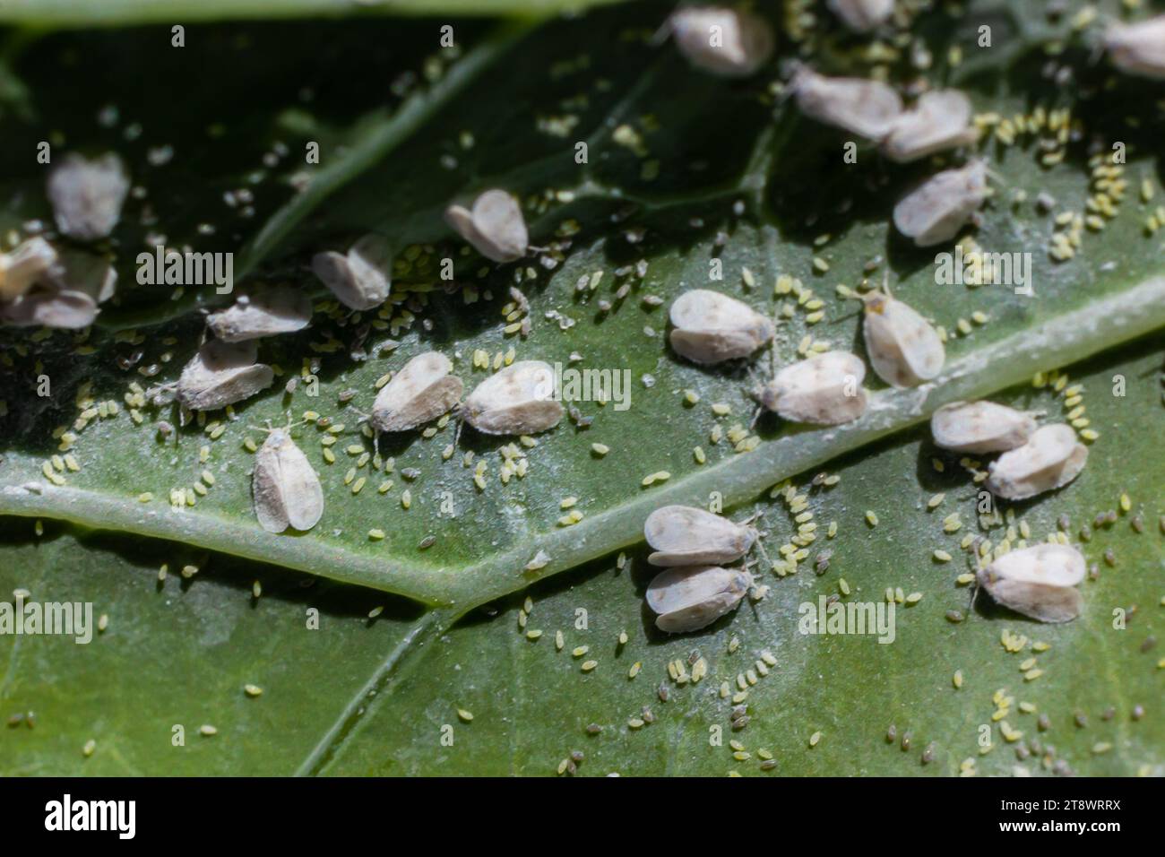 Underside of plants leaves with pest Cabbage Whitefly Aleyrodes ...