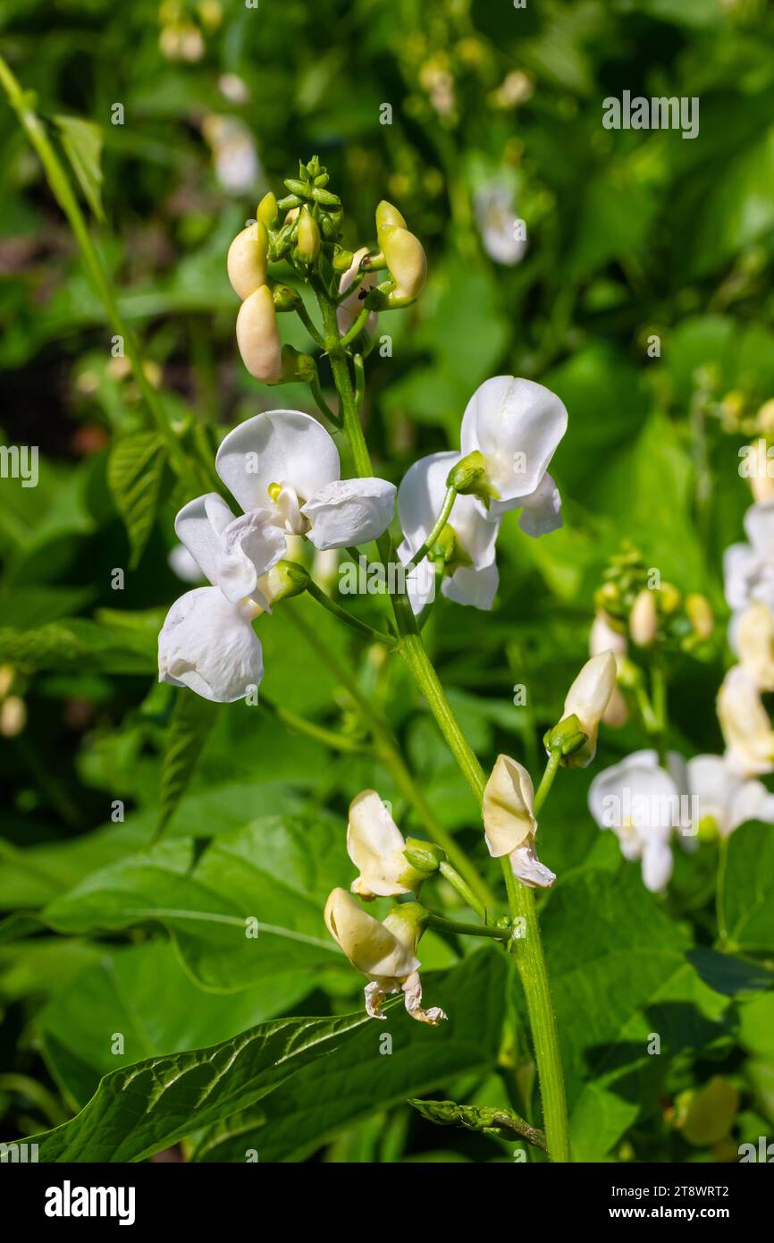 Beautiful flowers of Runner Bean Plant Phaseolus coccineus growing in ...