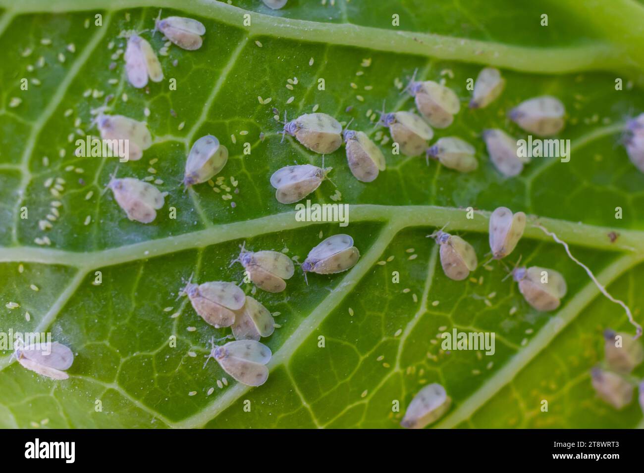 Underside of plants leaves with pest Cabbage Whitefly Aleyrodes ...