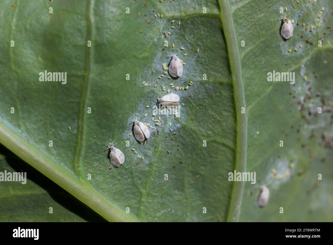 Underside of plants leaves with pest Cabbage Whitefly Aleyrodes ...