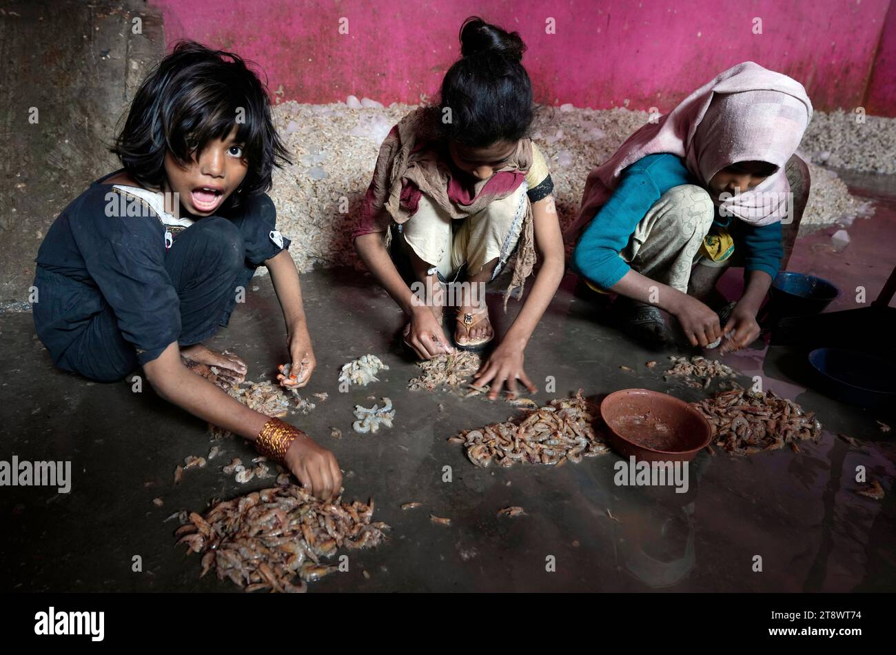 Pakistani girls clean and sort prawns at a harbor in slum area in ...