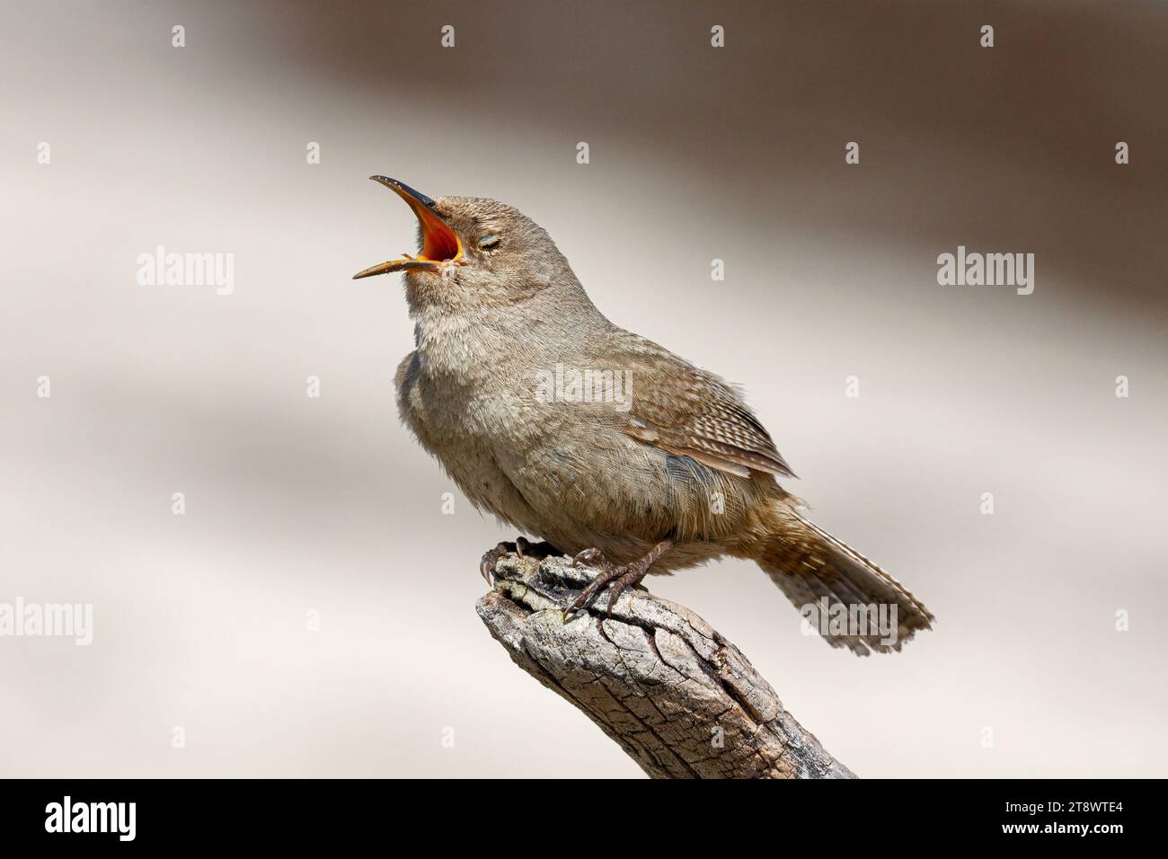 Cobb's Wren singing Stock Photo - Alamy
