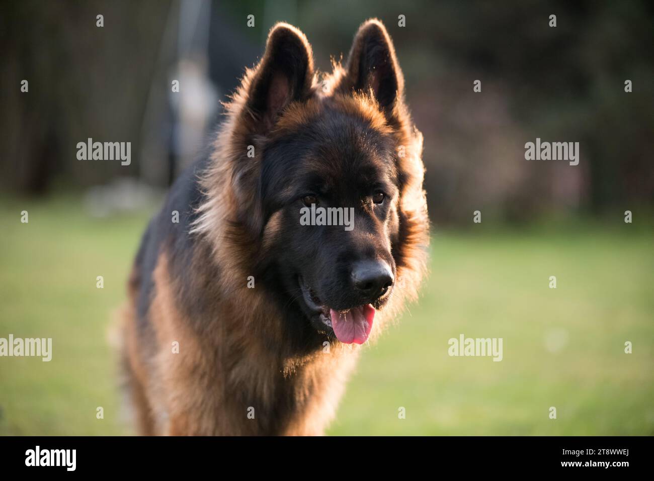 German Shepherd Dog in front view on nature blurred background, close ...