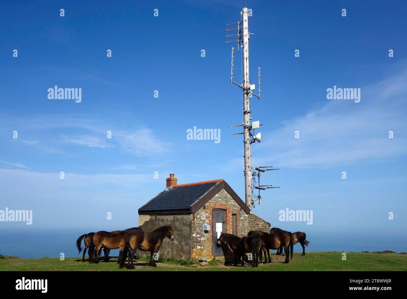 Television Relay Mast & Exmoor Ponies, Butter Hill, Nr Countisbury ...