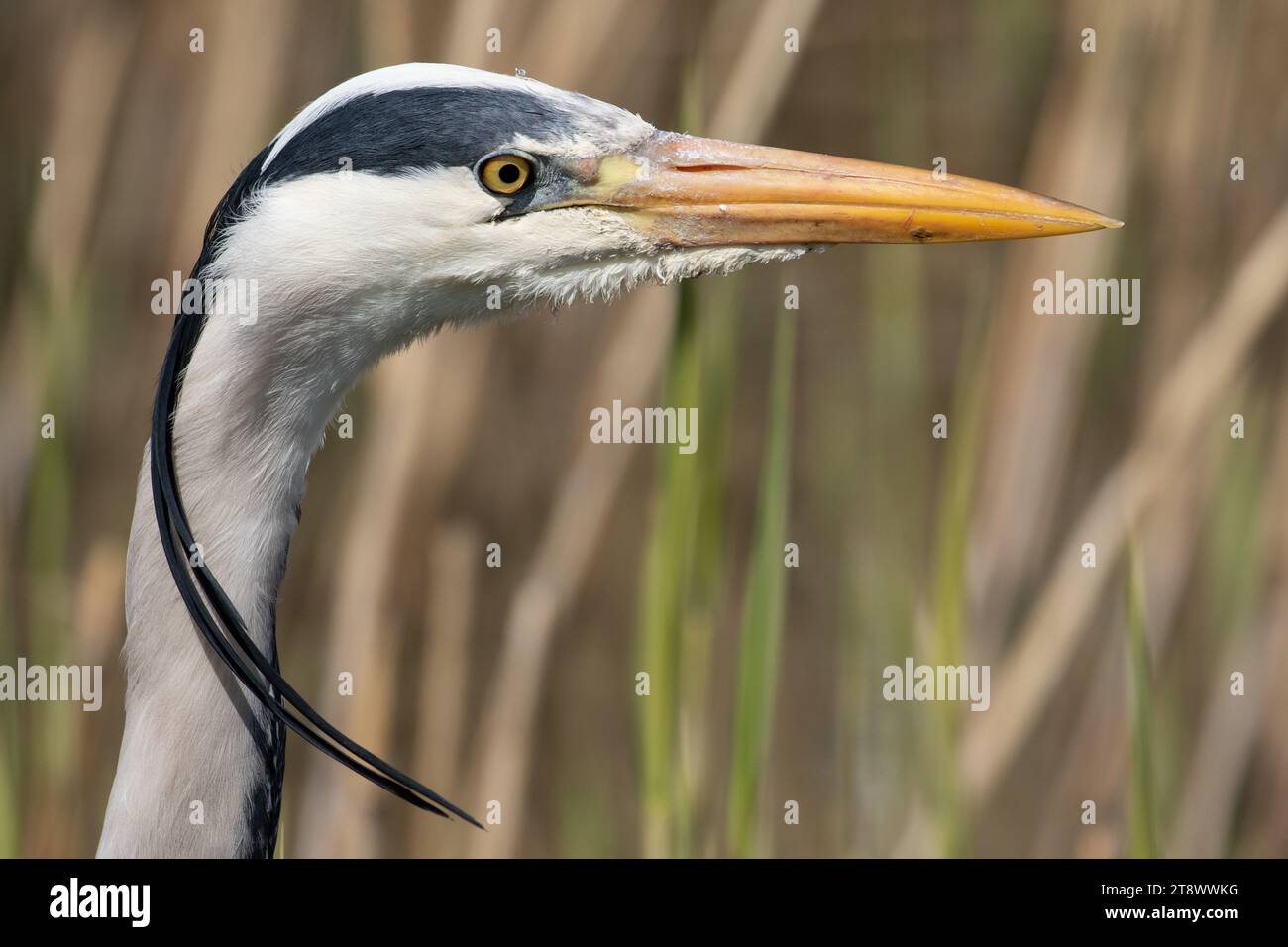 Profile grey heron hi-res stock photography and images - Alamy