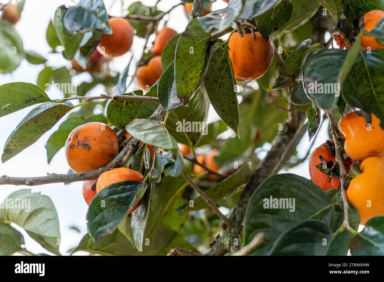 Persimmon tree fresh fruit that is ripened hanging on the branches in plant garden. Juicy fruit ...