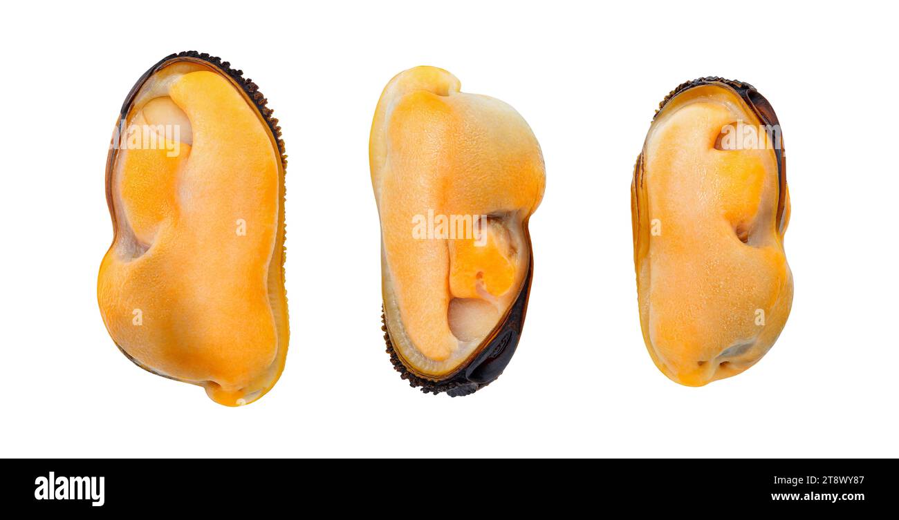 Mussels, seafood entrails without flaps, shellfish cooked boiled, close ...