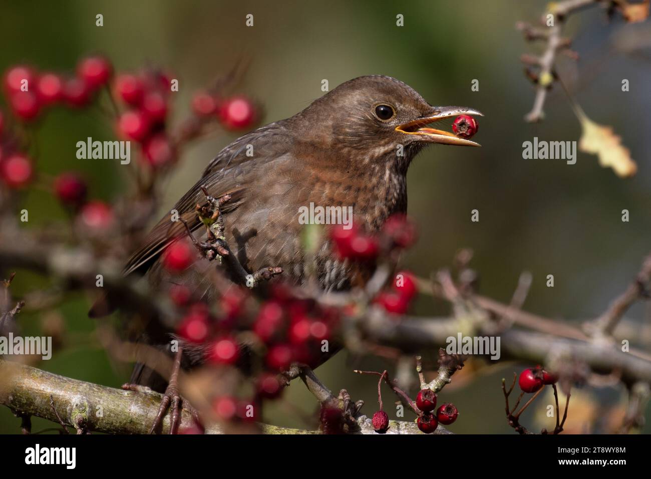 Female Blackbird feeding on berries Stock Photo - Alamy