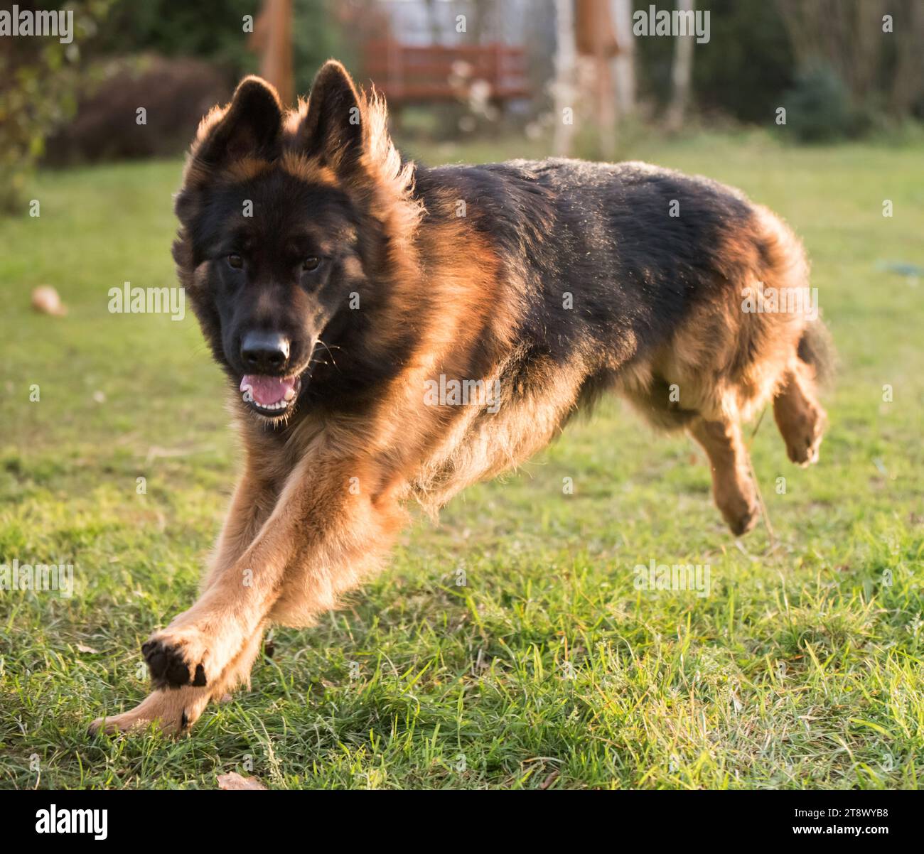 German shepherd dog playing in nature. Happy german shepherd running ...