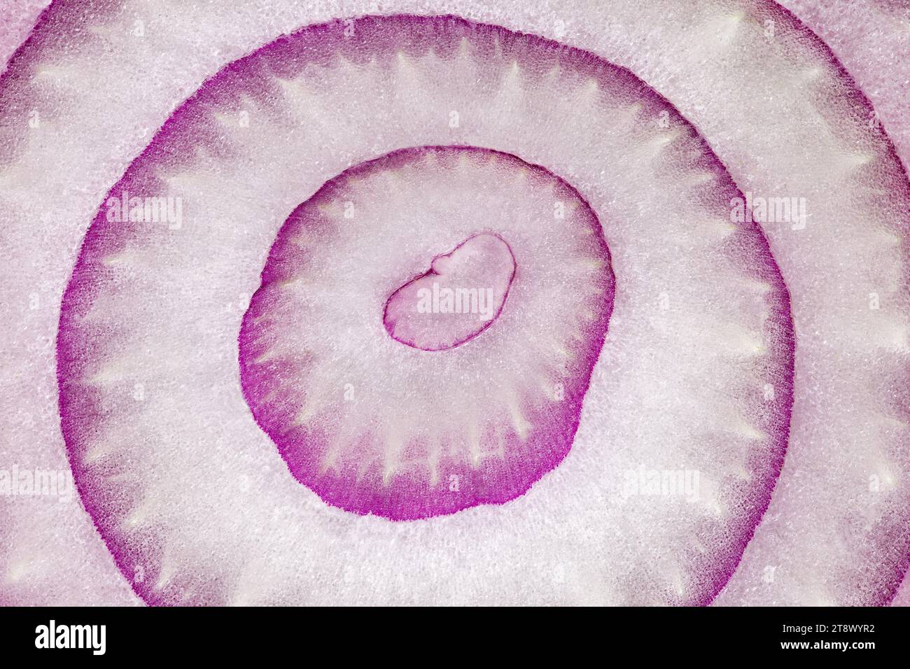 Violet onion and rings hi-res stock photography and images - Alamy