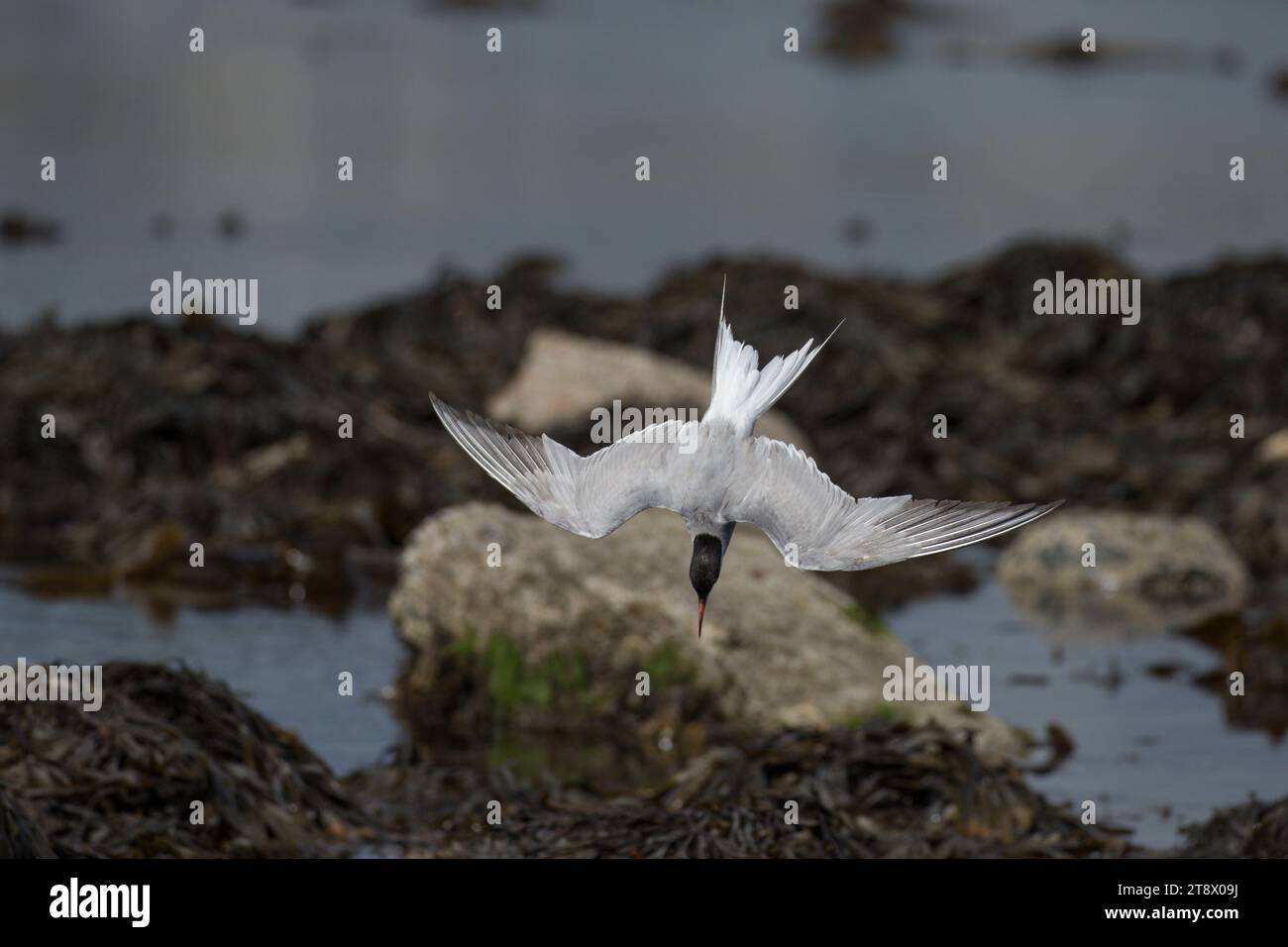 Common tern diving for fish Stock Photo - Alamy