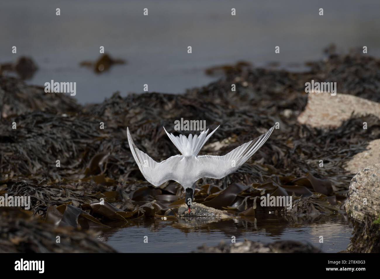 Common tern diving hi-res stock photography and images - Alamy