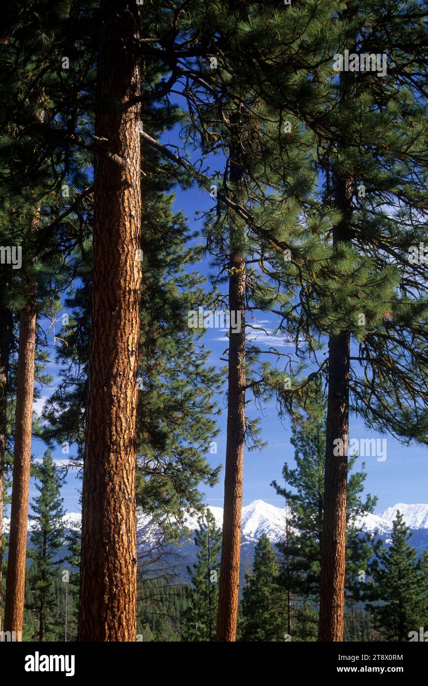 Elkhorn Crest through ponderosa pines (Pinus ponderosa), Journey ...