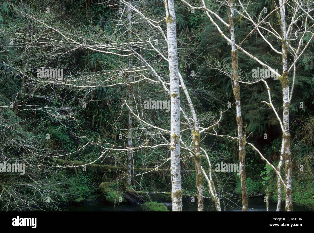 Red alders by Nestucca River, Alder Glen Recreation Site, Nestucca ...
